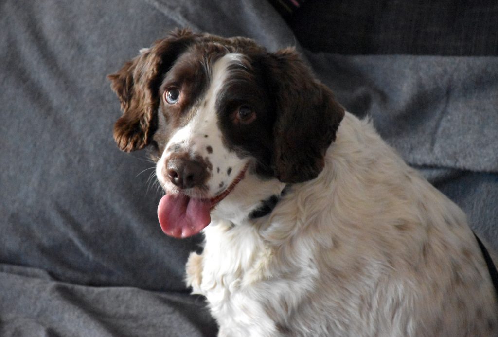 Daisy-dog – Louisa Parry